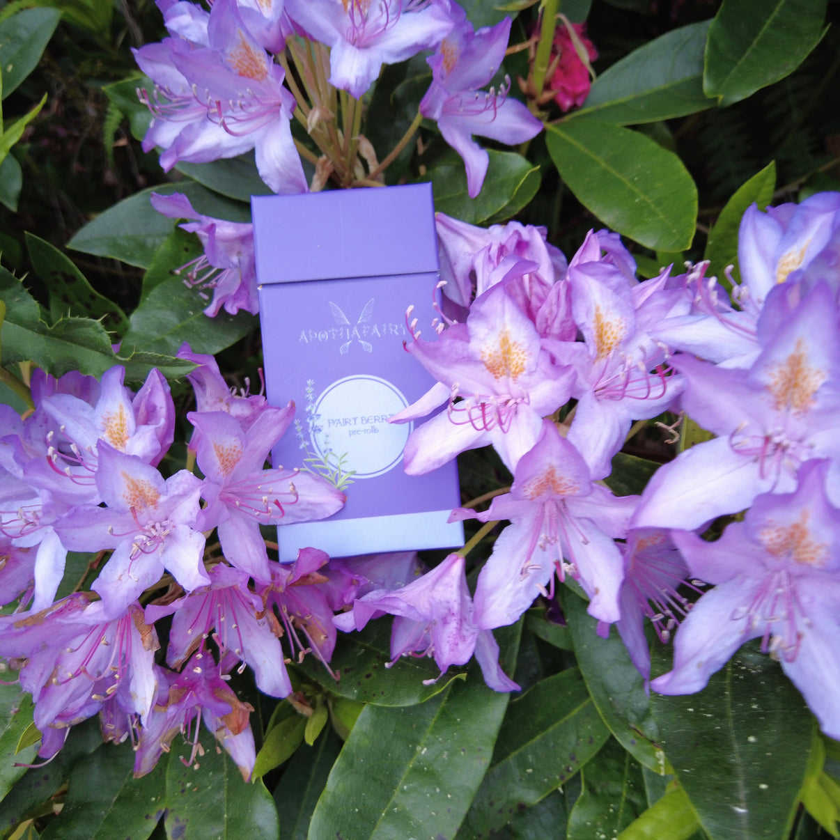 FAIRY BERRY – Apothafairy